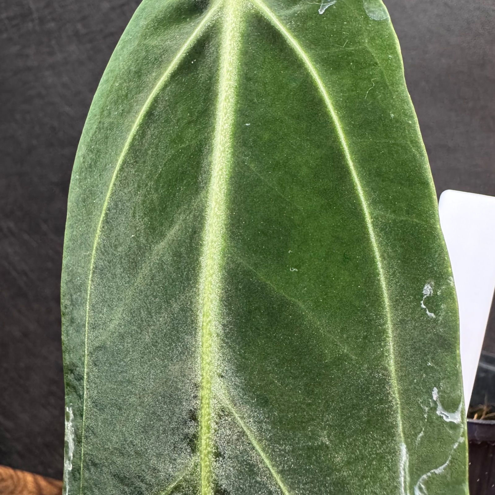 Anthurium ‘Warocqueanum’ - メルカリ