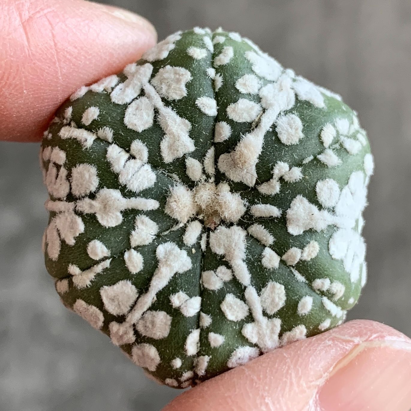 A4717 数量限定 スーパー兜 Vタイプ サボテン - メルカリ