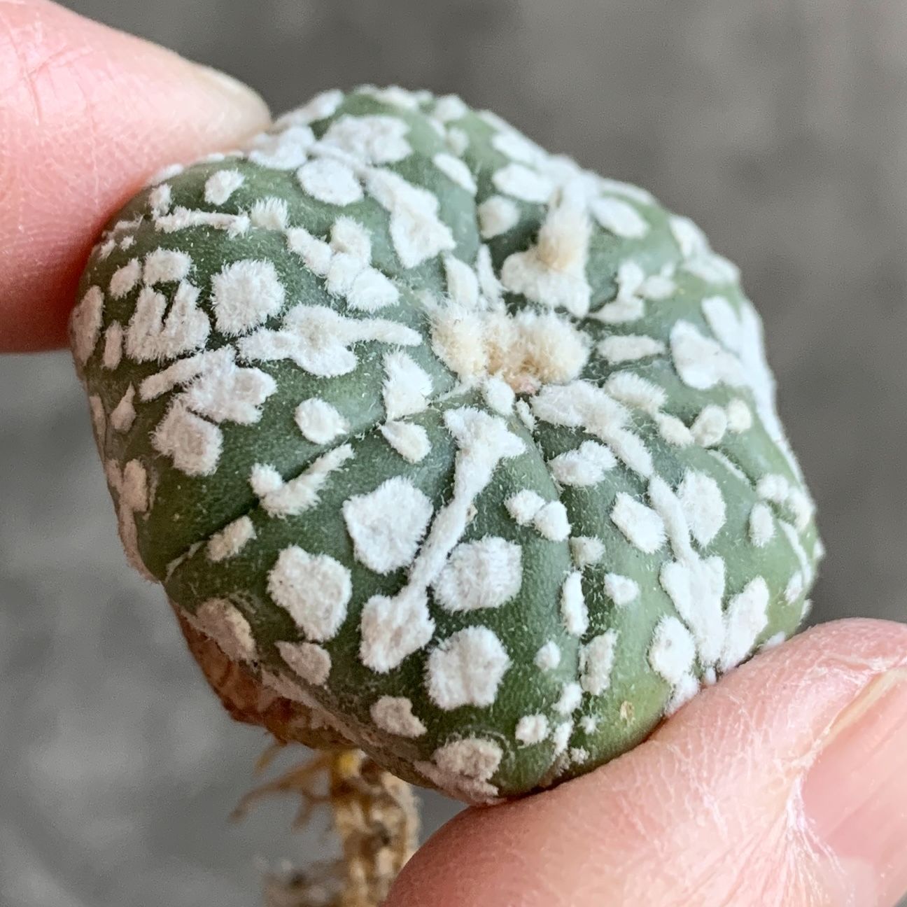 A4717 数量限定 スーパー兜 Vタイプ サボテン - メルカリ