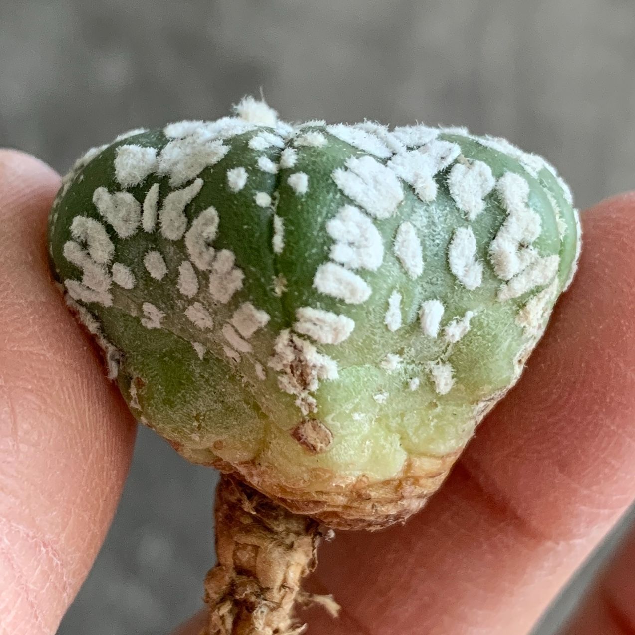 A4717 数量限定 スーパー兜 Vタイプ サボテン - メルカリ