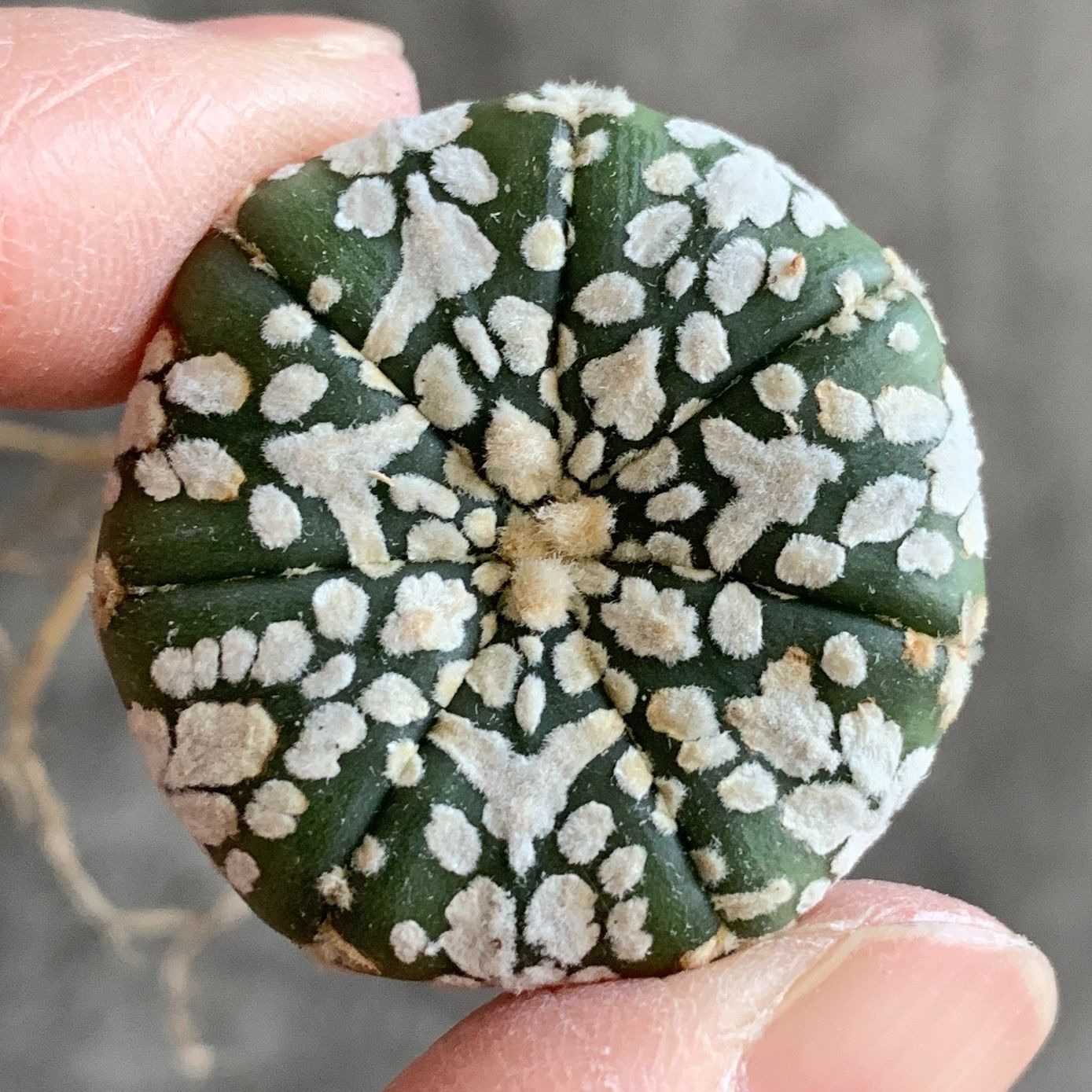 A4735 数量限定 スーパー兜 Vタイプ サボテン - メルカリ