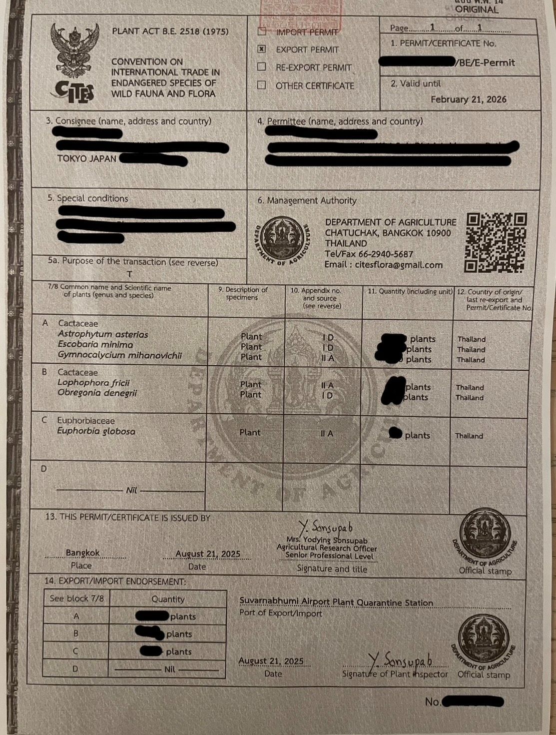 A4717 数量限定 スーパー兜 Vタイプ サボテン - メルカリ