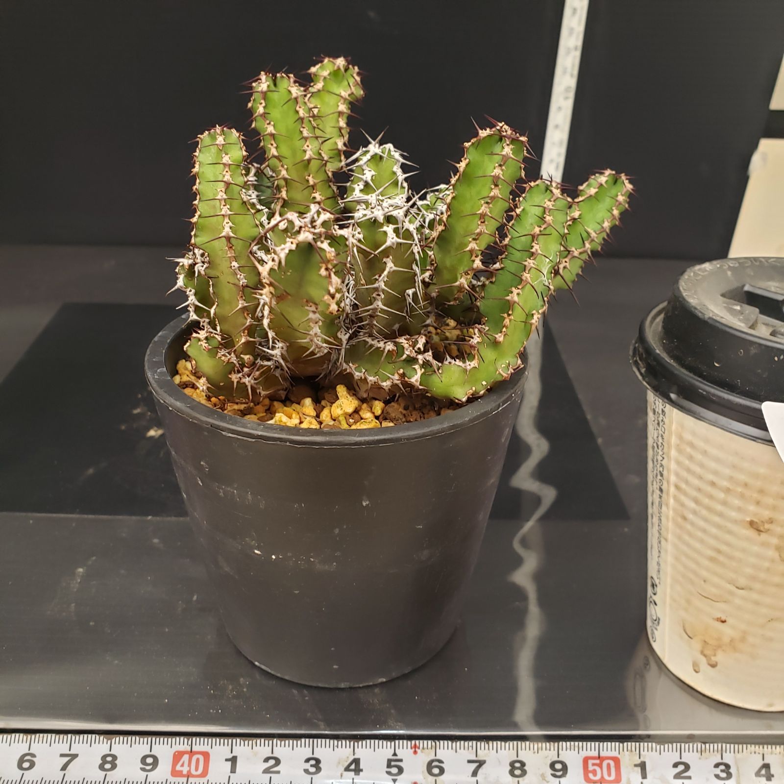 E238【自社養生株】ユーフォルビア リストリクタ（発根株・鉢植え）【サボテン・多肉植物】 - メルカリ