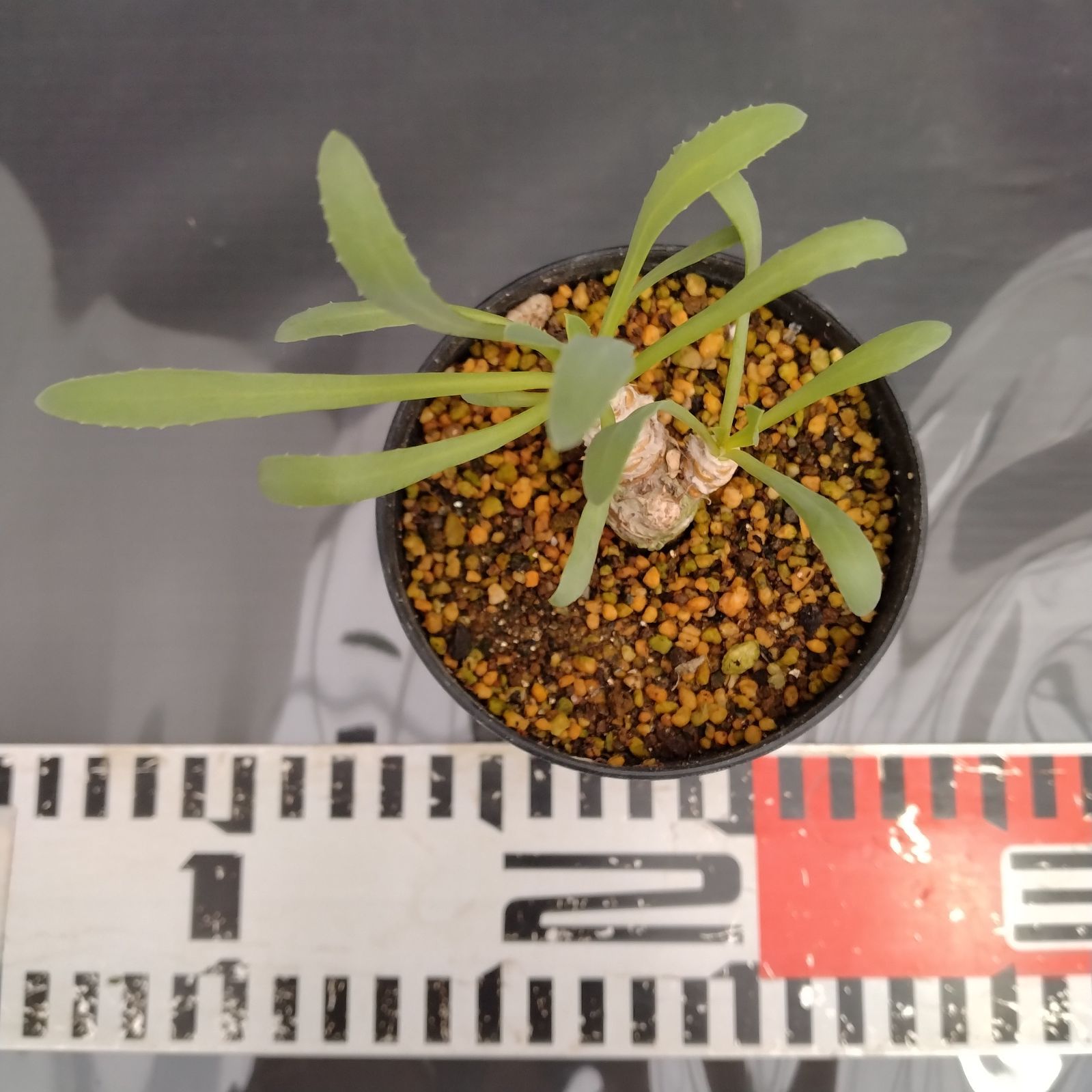 G002【自社養生株】オトンナ レトロルサ（発根株・鉢植え）【塊根植物】 - メルカリ