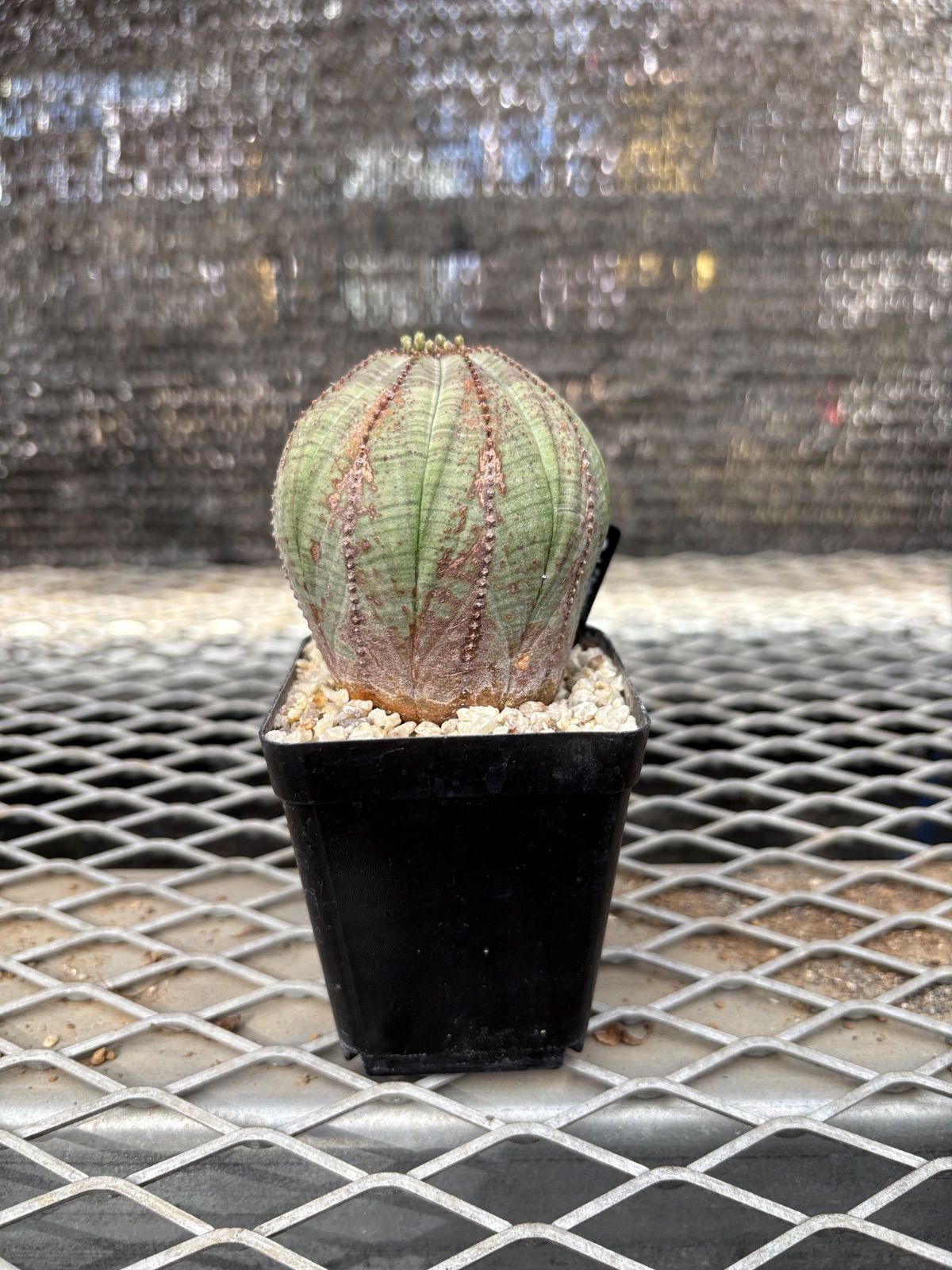 ユーフォルビア オベサ古木① - メルカリ