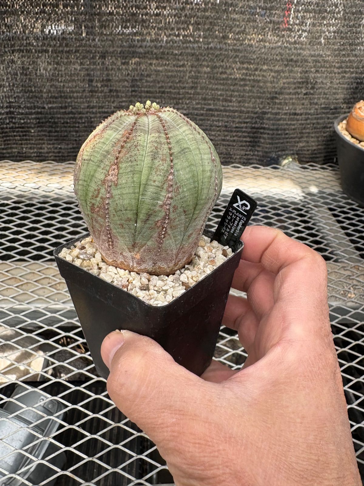 ユーフォルビア オベサ古木① - メルカリ