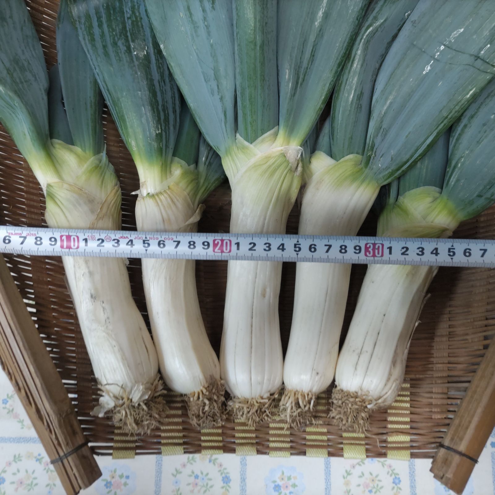 極太！下仁田ネギ 4kg×2箱 鍋に最適 - メルカリ