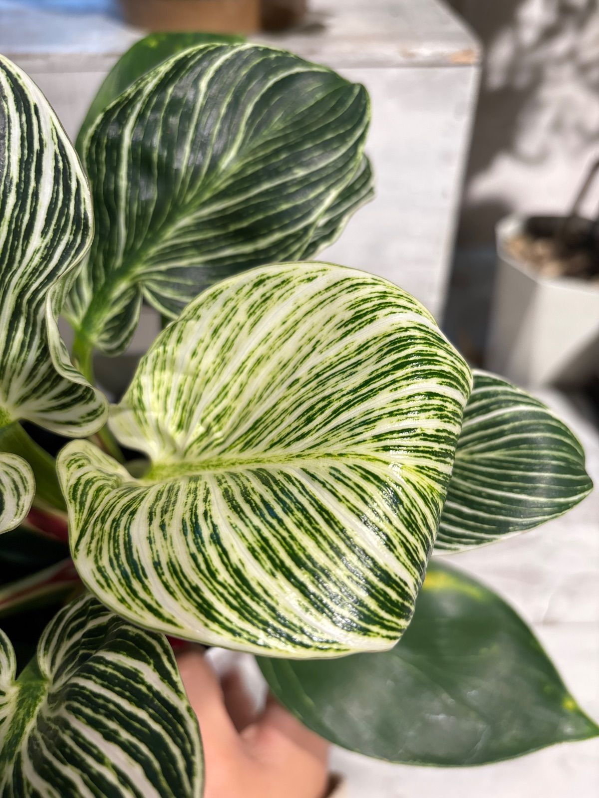 フィロデンドロン バーキン ① 5号 鉢底から約42cm 12月14日撮影現品 豊中市より出品 まとめて依頼歓迎 - メルカリ