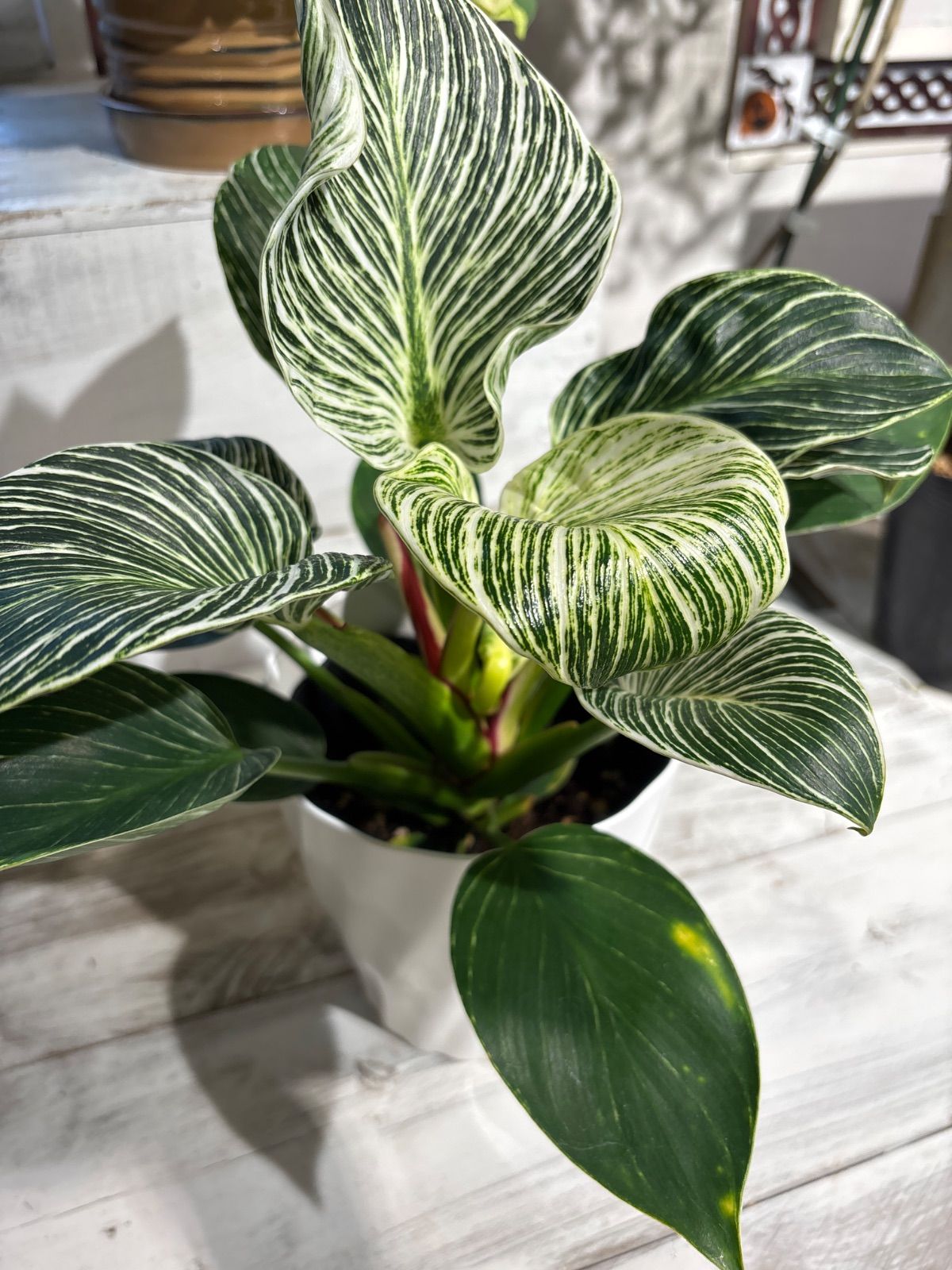 フィロデンドロン バーキン ① 5号 鉢底から約42cm 12月14日撮影現品 豊中市より出品 まとめて依頼歓迎 - メルカリ