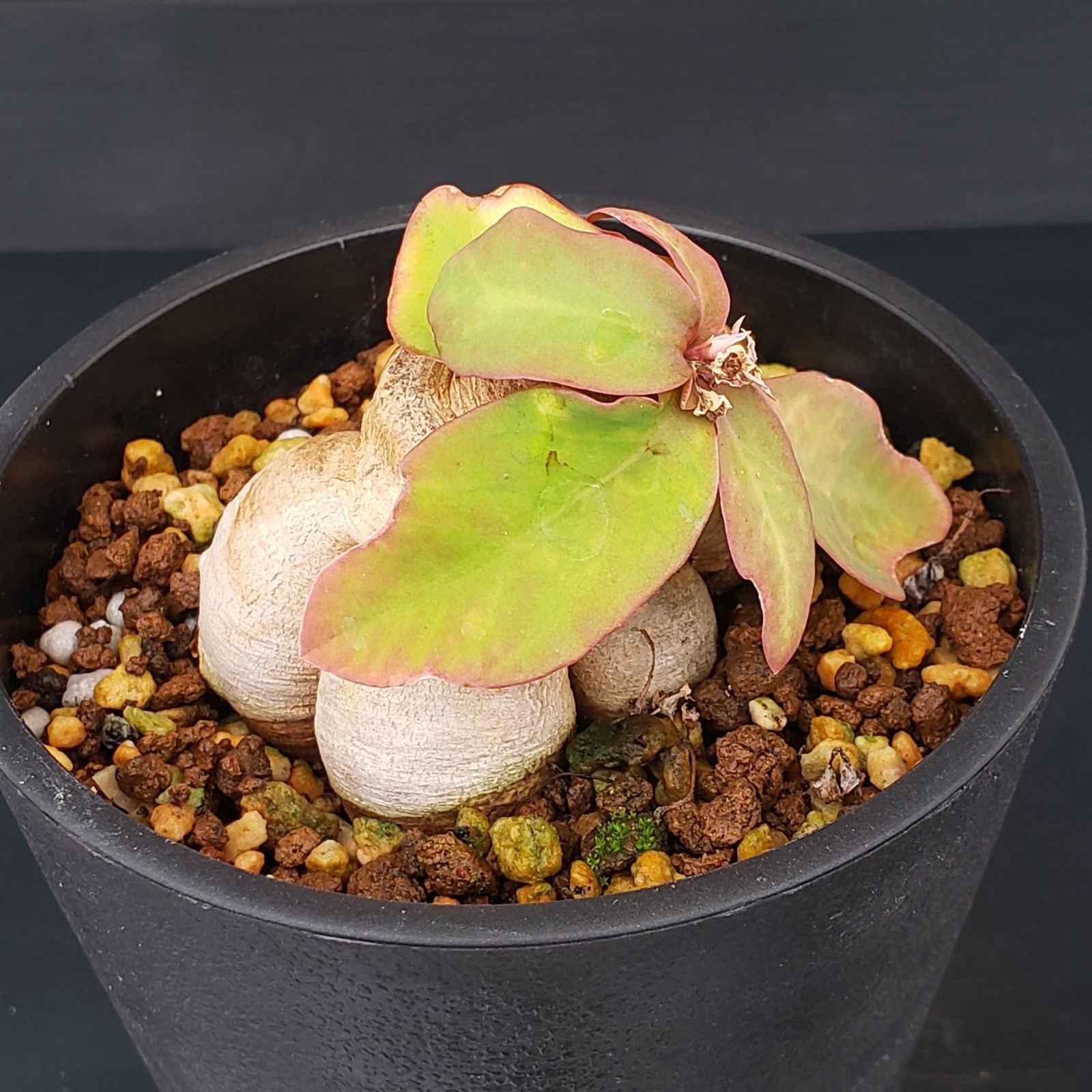 L517【自社養生株】ユーフォルビア モラティ（発根株・鉢植え）【塊根植物】 - メルカリ