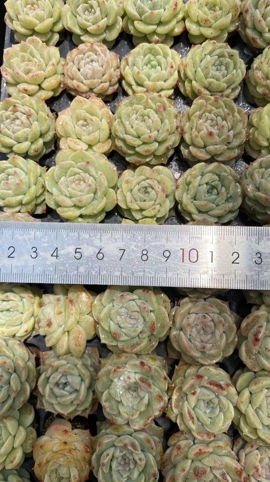 セール中 ジュンアイ 128苗セット 土・根付き 美苗 エケベリア 多肉植物 佐川発送 X806 - メルカリ