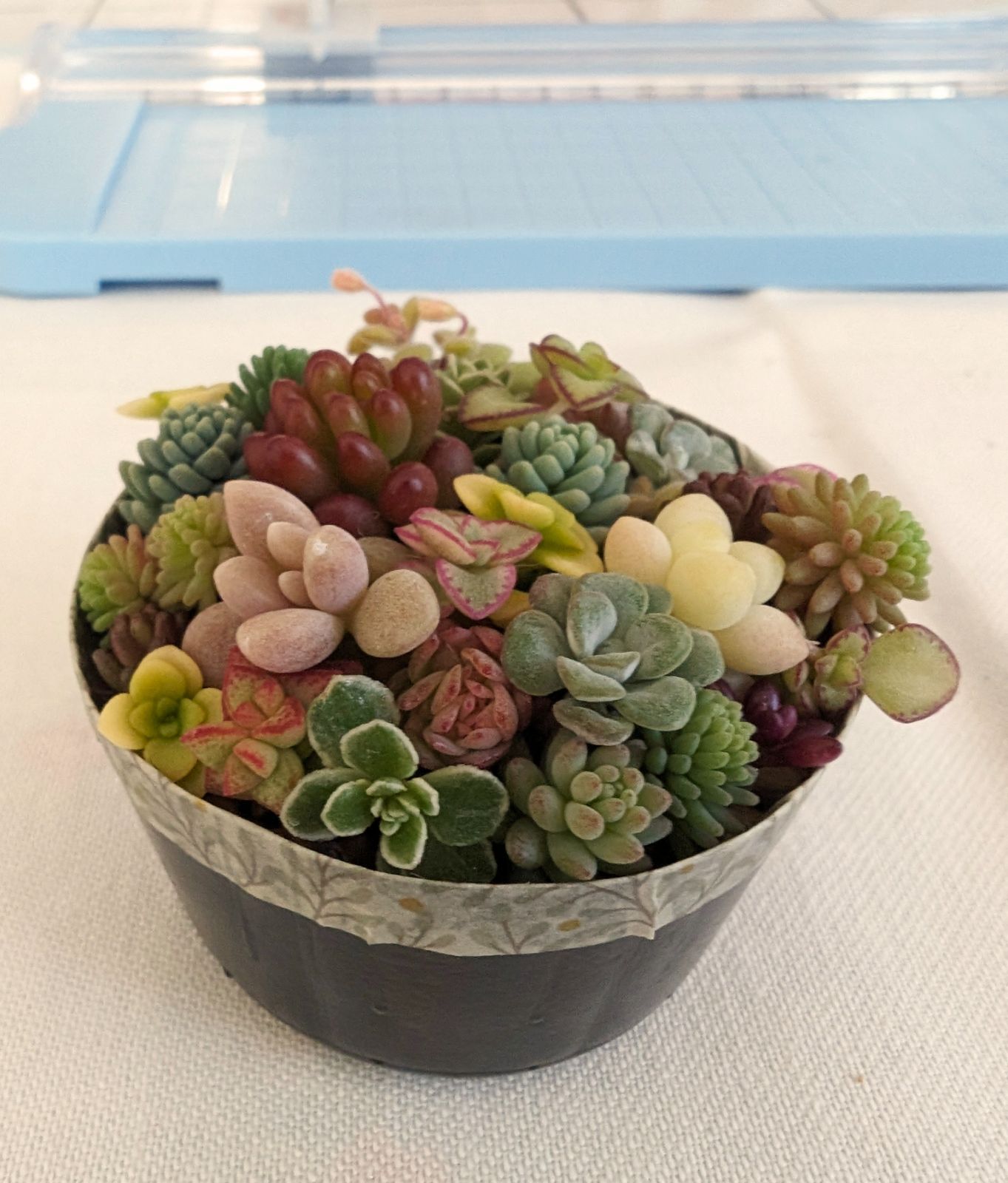 多肉植物 セダム等 ちまちま寄せ 寄せ植え 完成品 - メルカリ 多肉植物 セダム等 ちまちま寄せ 寄せ植え 完成品 - メルカリ