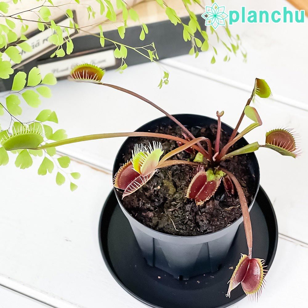 PLANCHU 食虫植物 ディオネア ムスキプラ ロイヤルレッド 2.5号スリット鉢 受け皿付き 育て方説明書付き Dionea muscipula ‘Royal Red’ ハエトリソウ - メルカリ
