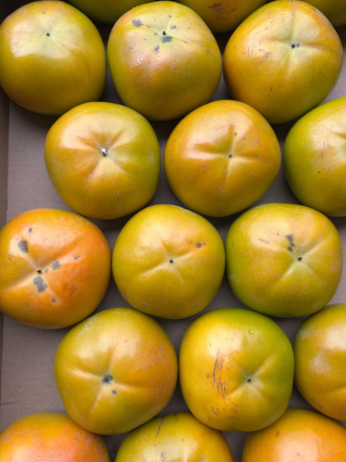 愛媛県産 太秋柿4kg 2L～ 訳あり - メルカリ