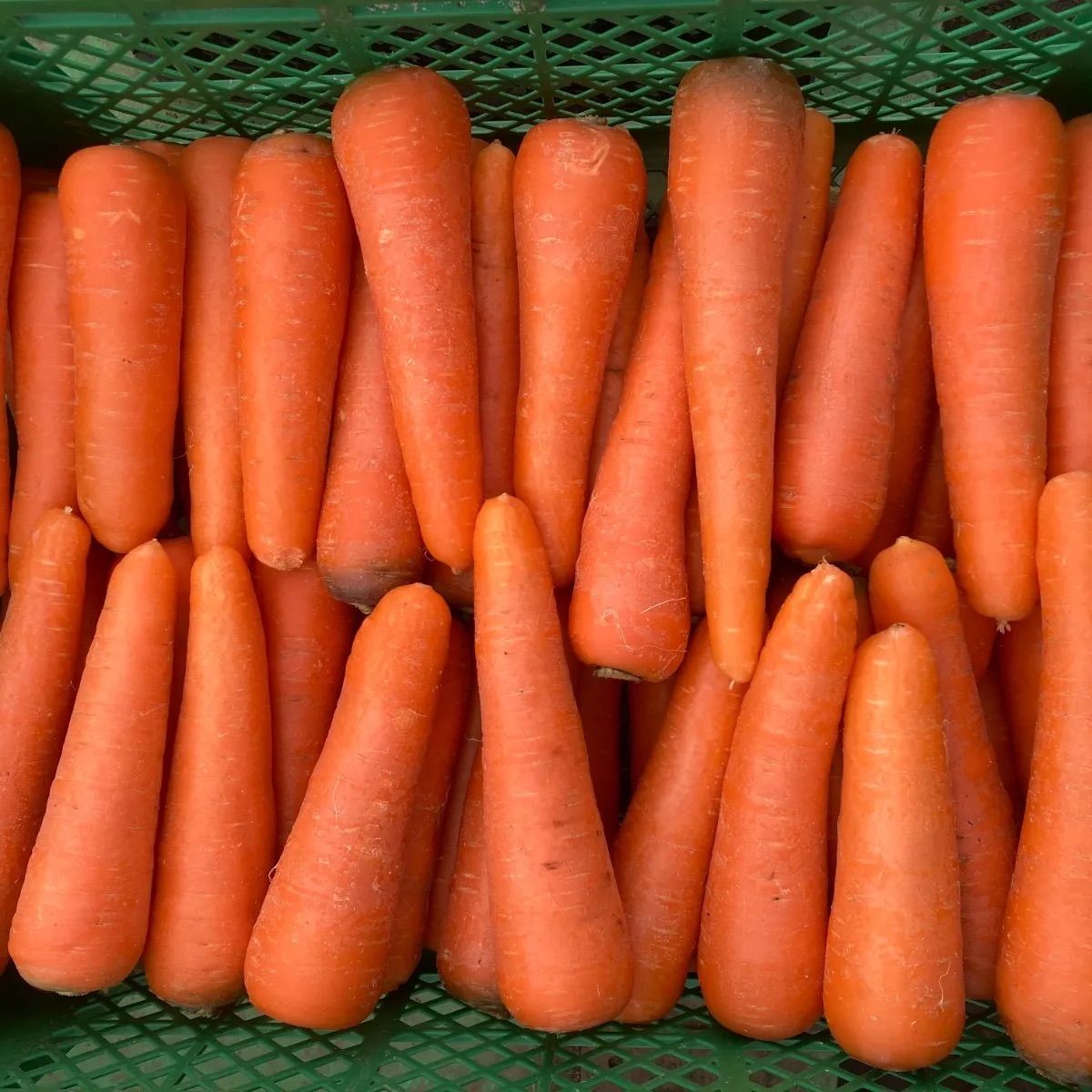 【北海道産】🥕自然栽培 にんじん 9kg 2Lサイズ 人参 ニンジン - メルカリ