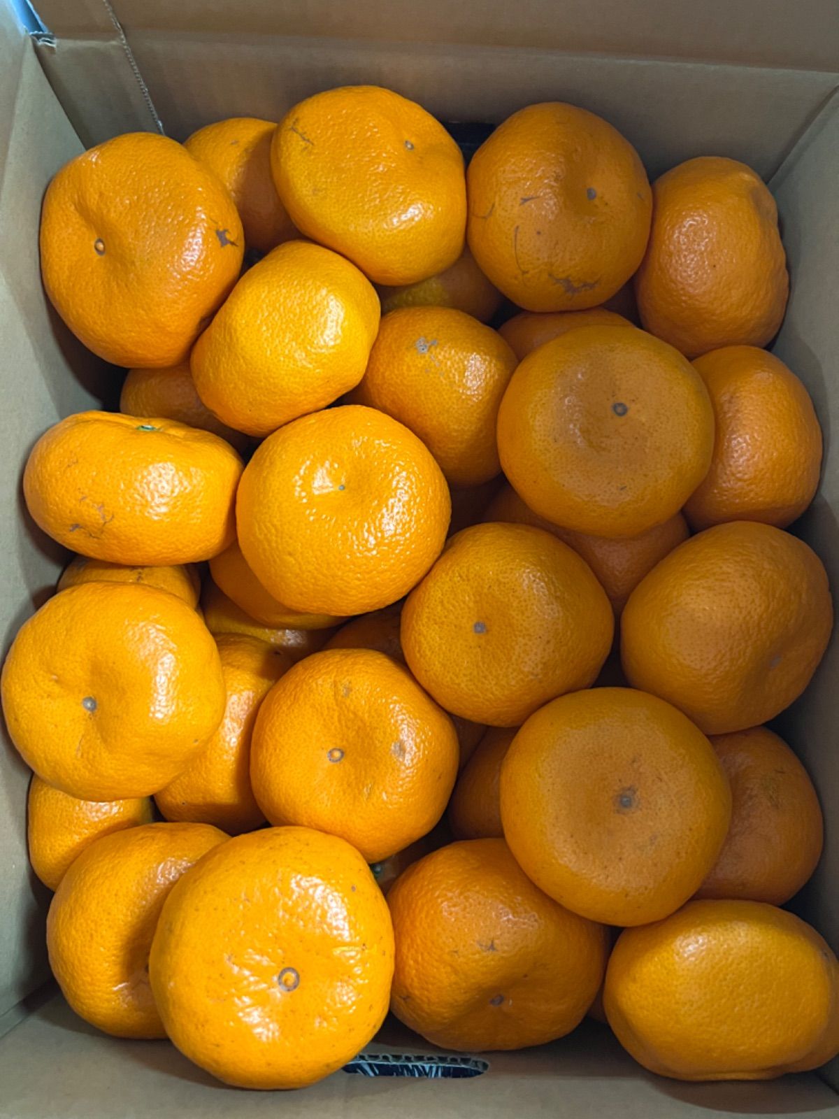 甘いみかん M〜2L 10kg - DCS フルーツサポート - メルカリ