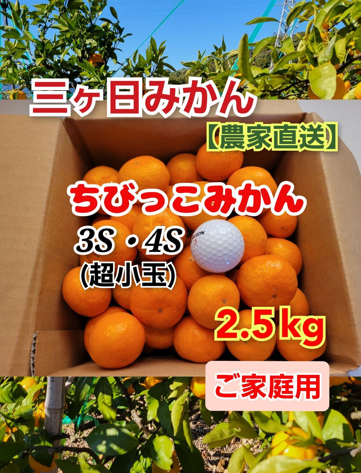 ★早生みかん【2.5kg】3S・4S(超小玉)【農家直送】三ヶ日みかん - メルカリ