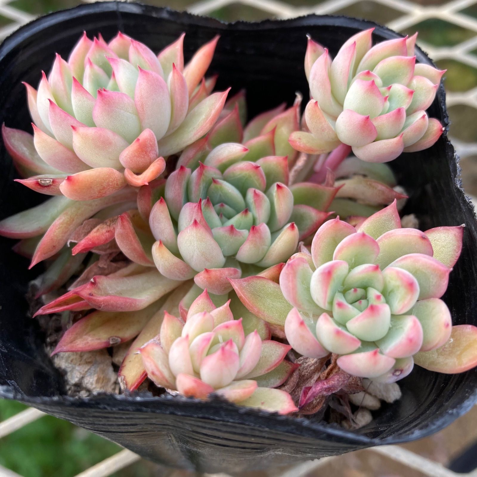 多肉植物 みすぼらしい 女雛 メビナ 群生カット苗 多肉植物 みすぼらしい 女雛 メビナ 群生カット苗