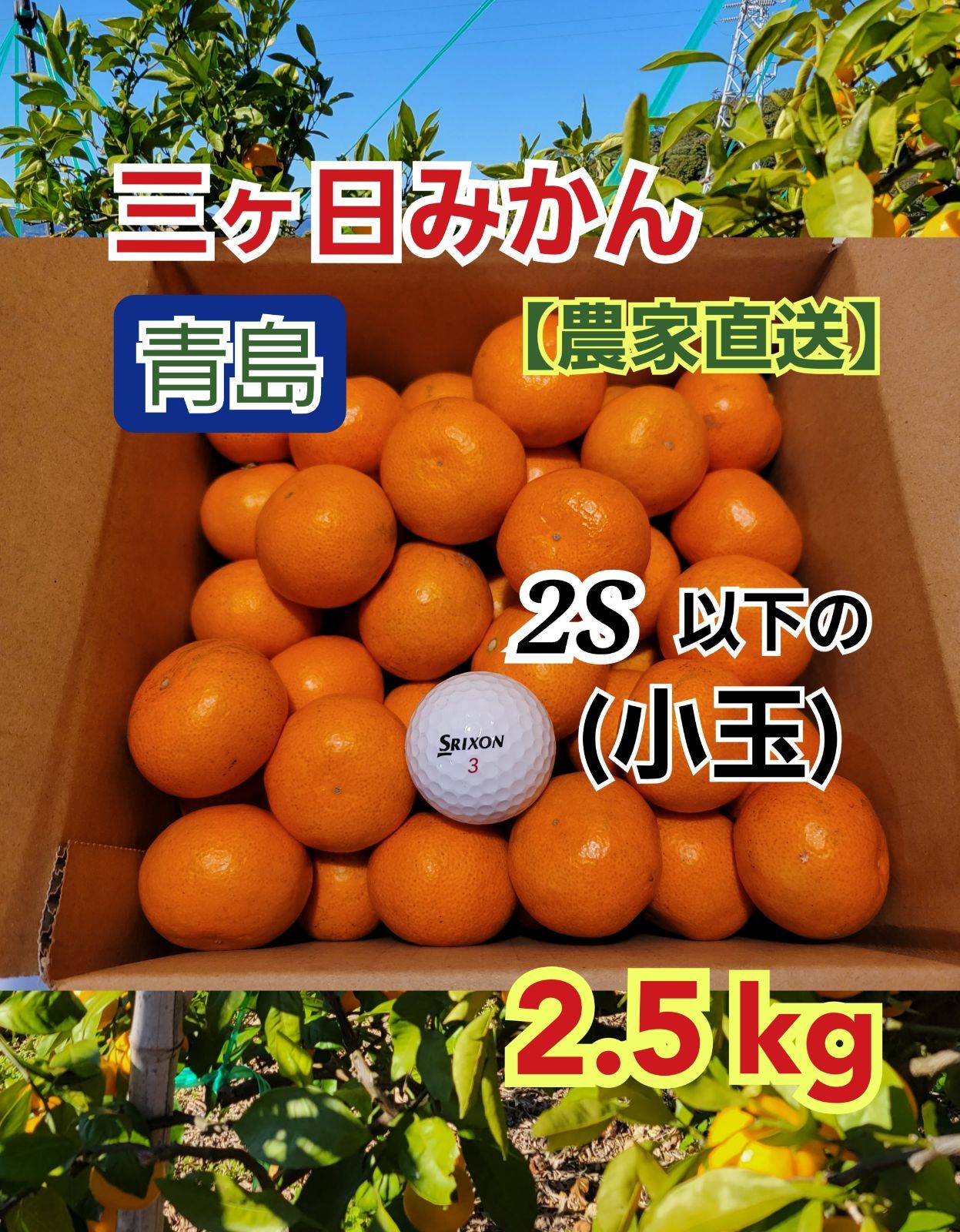 ★青島みかんの【2.5kg】2S以下(小玉)【農家直送】三ヶ日みかん ️ - メルカリ