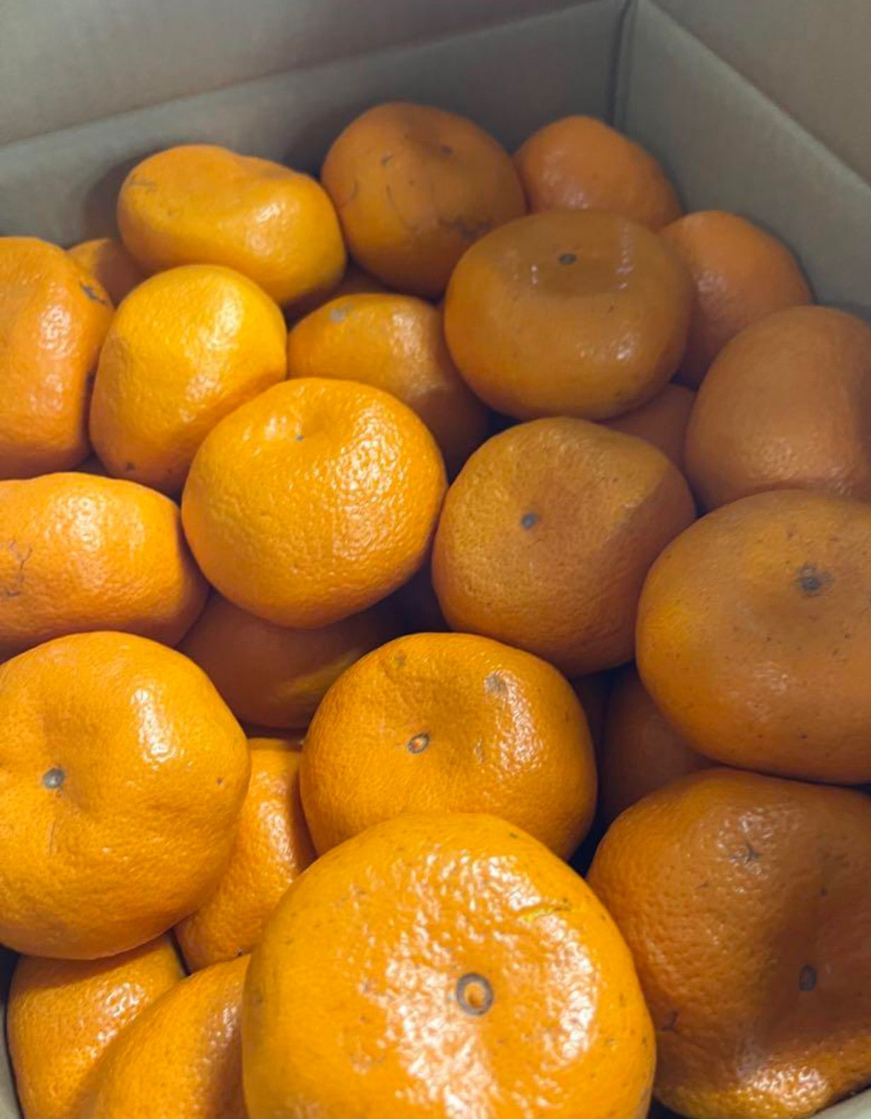 甘いみかん M〜2L 10kg - DCS フルーツサポート - メルカリ