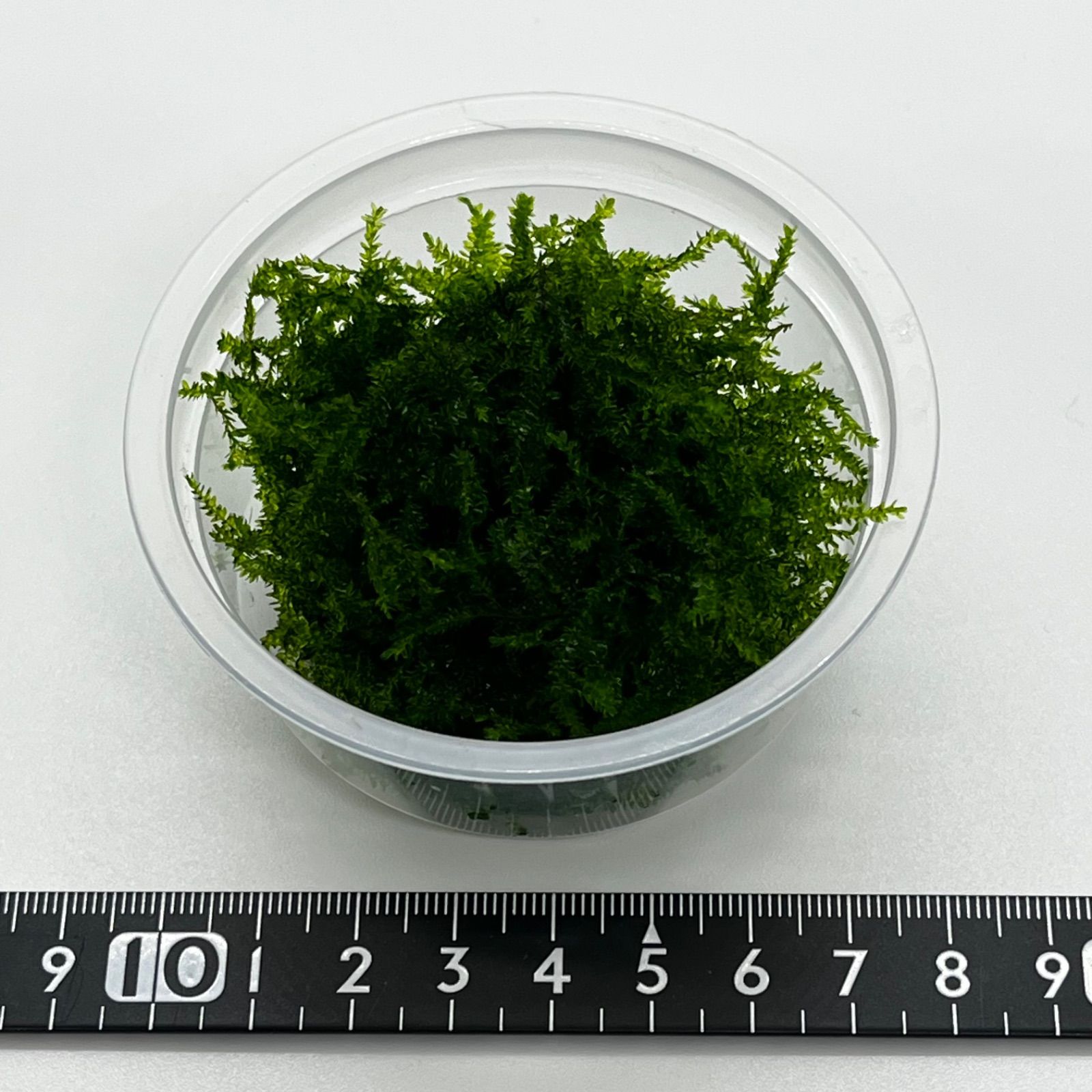 ADA BIO ウィーピングモス 水草 - Hand Grow Lab - メルカリ
