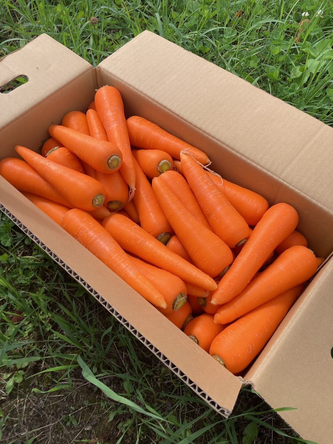 【北海道 浦幌町で育った人参 天翔】秀品 北海道 十勝産 人参 5kg S~Lサイズ 低農薬 天翔 ニンジン にんじん 浦幌 ギフトにも最適！ 5kg（約20~33本） - メルカリ