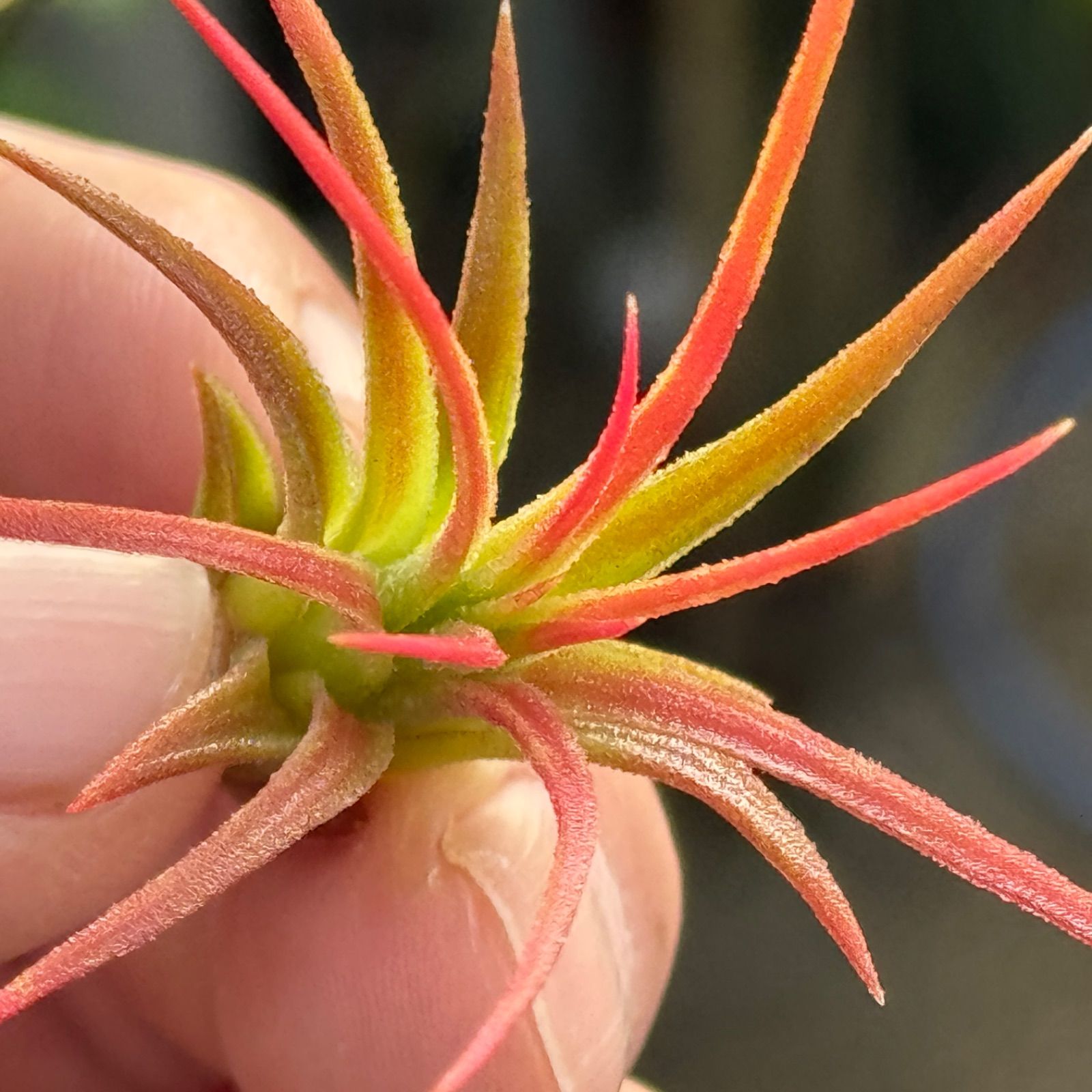 大＊ チランジア イオナンタ グレイス Tillandsia ionantha Grace＊エアプランツ＠フラワーショップ江口 - メルカリ
