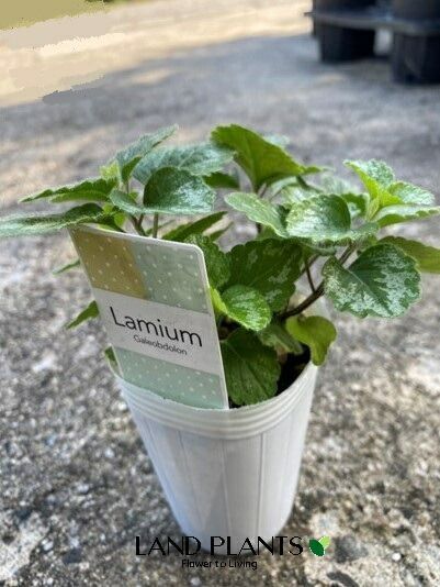 ラミュウム（ガリオブドロン） 2.5号 ポット苗 1鉢 ラミウム ガリオブドロン Lamium galeobdolon - メルカリ