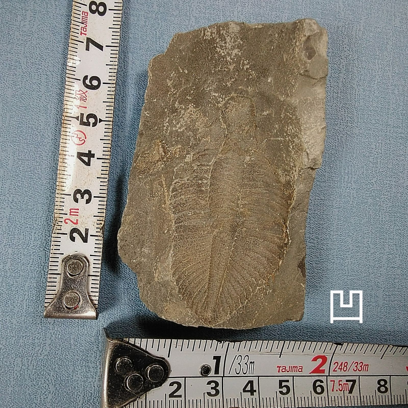 合併凹凸化石【三葉虫コロノセファルス(Coronocephalus)・中国：四川省：古生代シルル紀(約4億4600万年～4億1600万年前 ...