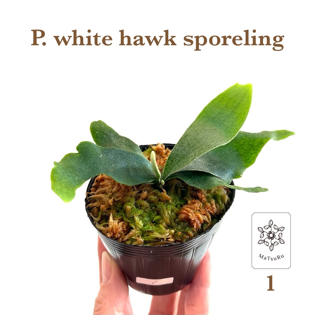 P. white hawk ホワイトホーク 胞子培養 ビカクシダ ポット苗【1】(肥料おまけ付き) - メルカリ