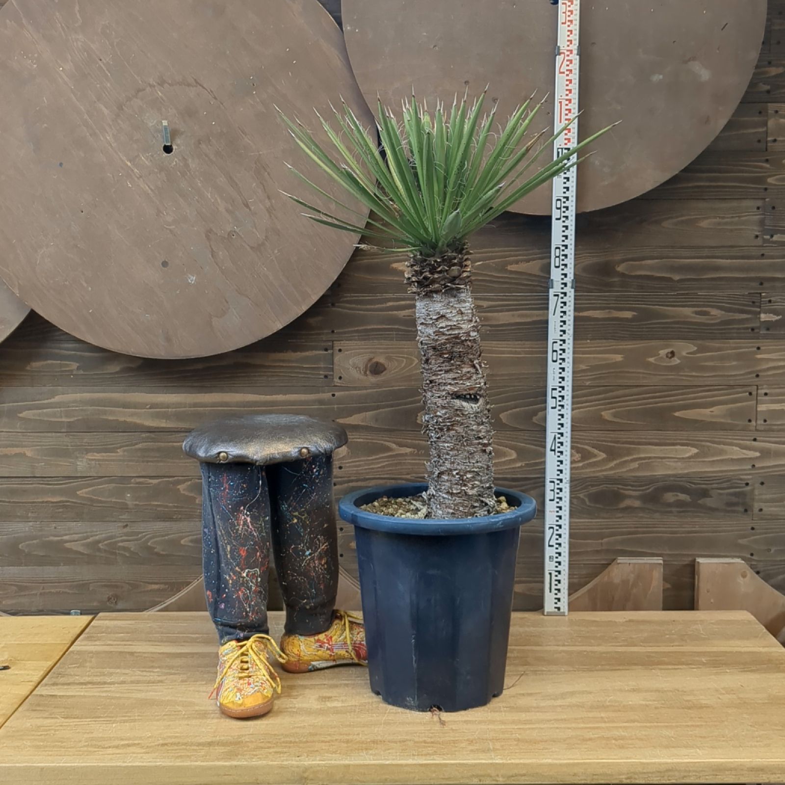 ユッカ フィリフェラ【 現品 】早いもの勝ち 鉢のまま発送 ユッカ フィリフェラ【 現品 】早いもの勝ち 鉢のまま発送