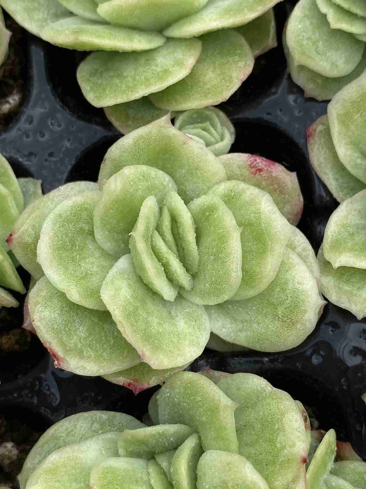 105苗 アイスローズ 土と根付き 多肉植物 エケベリア 韓国苗 サボテン 詰め合わせ 寄せ植え XQS107 - メルカリ