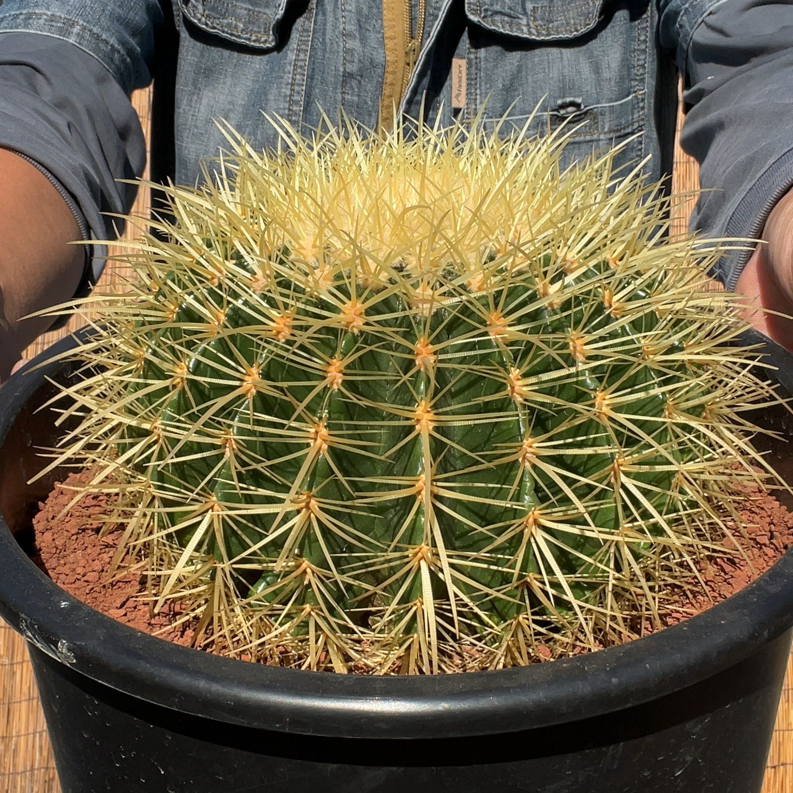 【鉢ごと発送】サボテンの王様！金色サボテン / 金鯱（キンシャチ）Golden barrel cactus / 8号 黒鉢【現品】M24-11-5-03 - メルカリ
