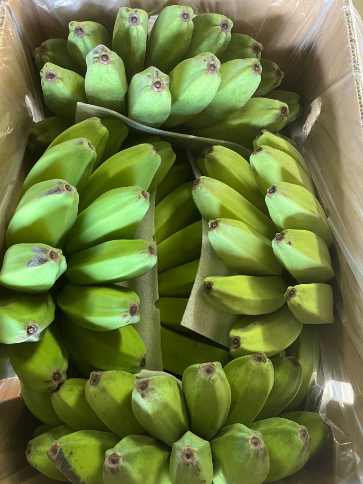 サババナナ SABA BANANA PISANG KEPOK 調理用バナナ sababanana - BuBu - メルカリ