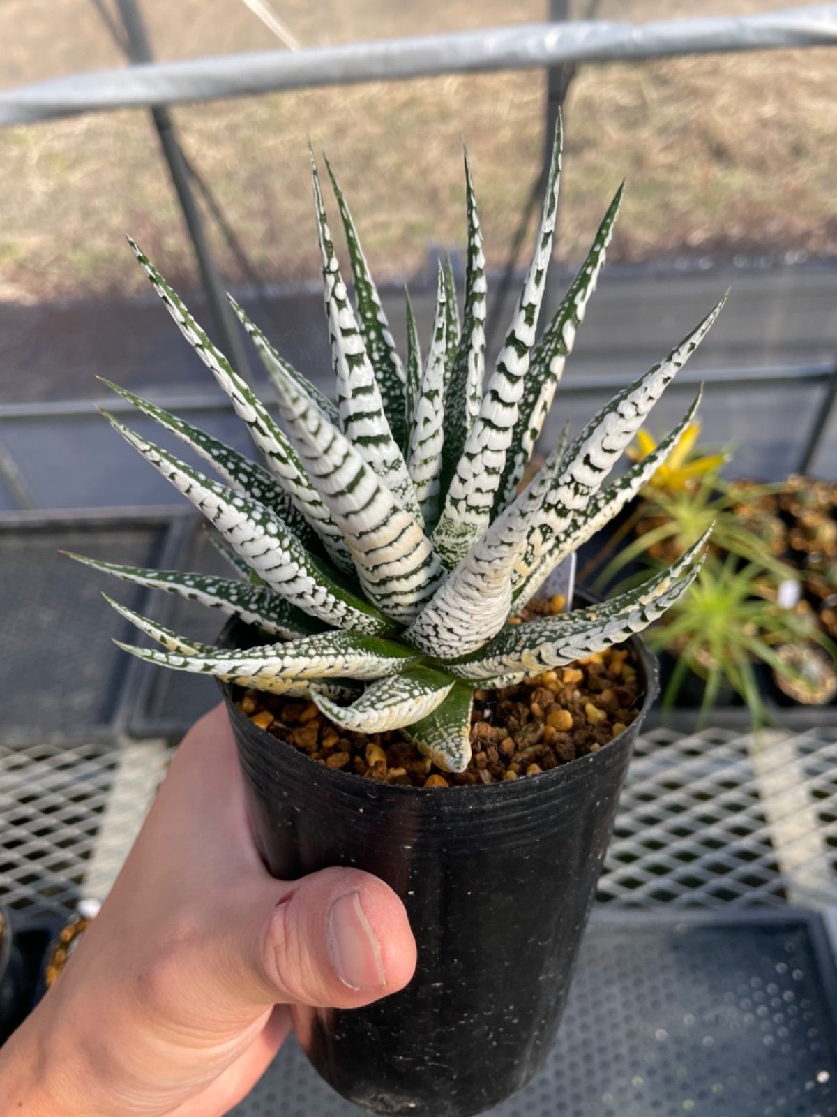 ハオルチア アテナータ'霜降り/スーパーゼブラ'Haworthia attenuata'Super Zebra'激レア 希少 - メルカリ