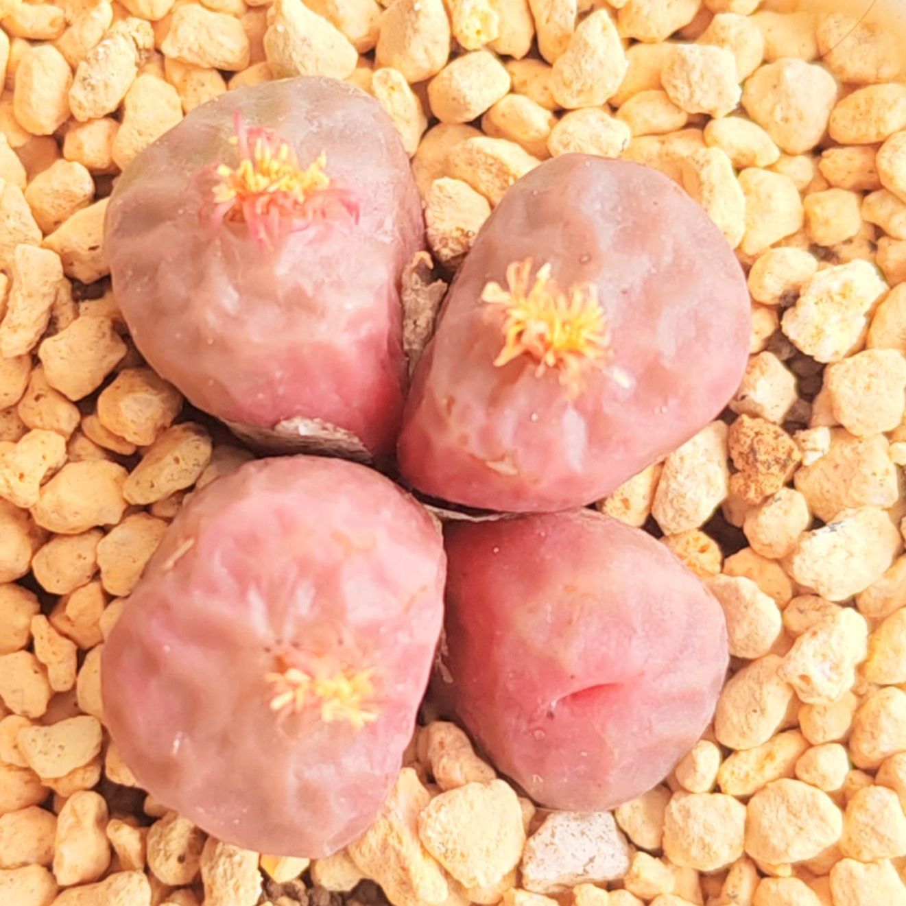 コノフィツム ピンク Conophytum angelicae ssp. tetragonum PVB.9479 2.2㎝ 4頭群生 抜き苗 ...