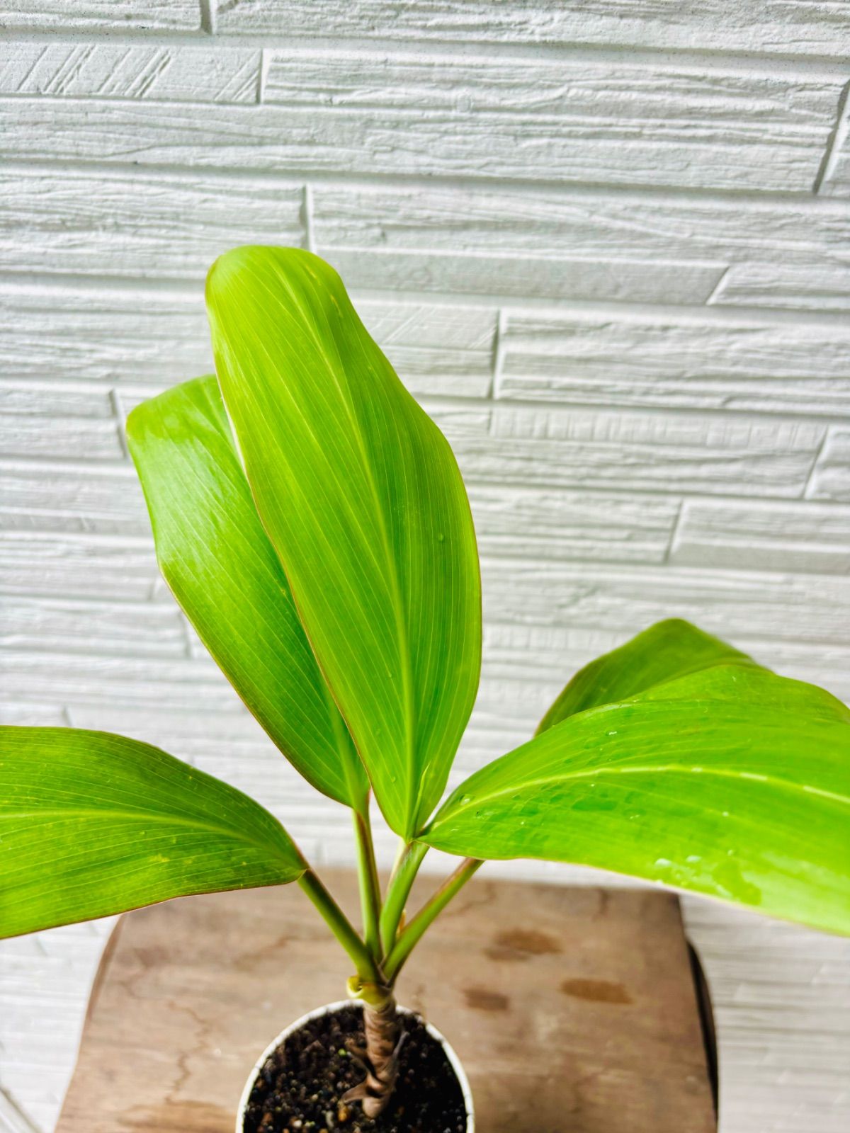 ティーリーフ Ti Leaf ハワイアンプランツ - メルカリShops