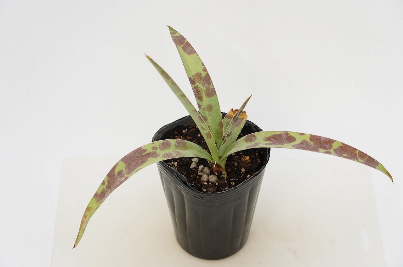 ★生産直売／現品販売★千葉県産 アガベ・マクラタ 4号（12cm）ポット苗 Agave maculata（＝Manfreda maculosa ...