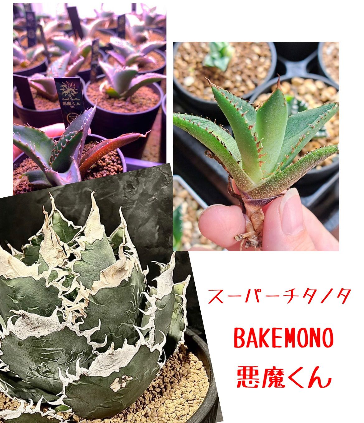 2株 アガベ チタノタ 悪魔くん BAKEMONO スーパーチタノタ - メルカリ