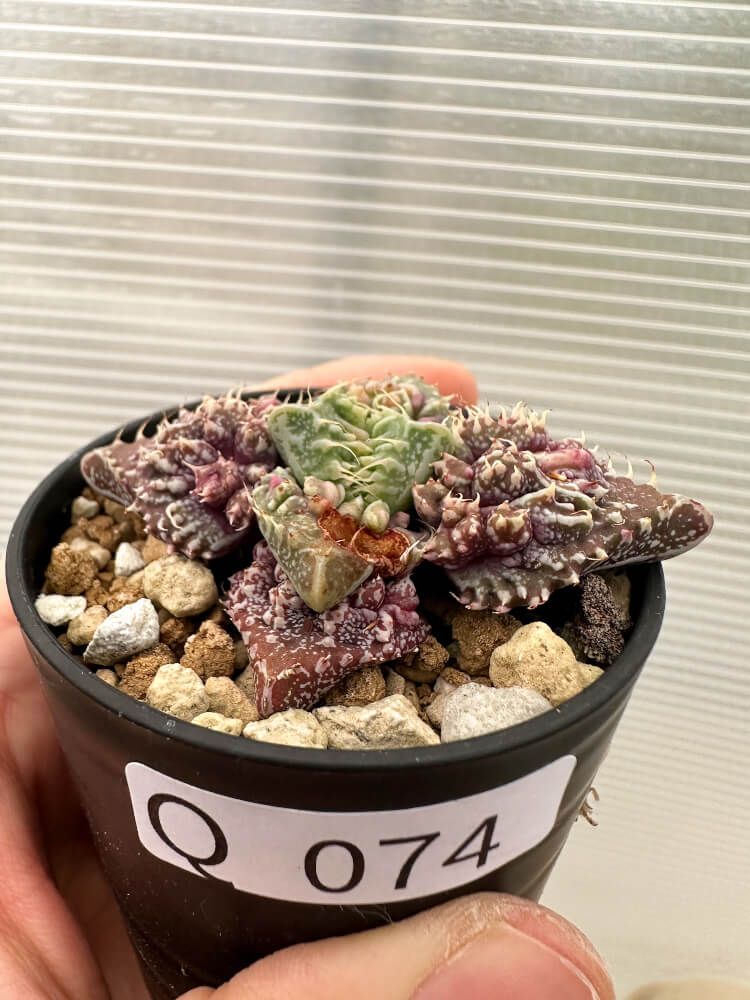 【現品限り】フォーカリア 荒波【Q74】 Faucaria tuberculosa ‘Aranami’【植物】塊根植物 夏型 コーデックス ...