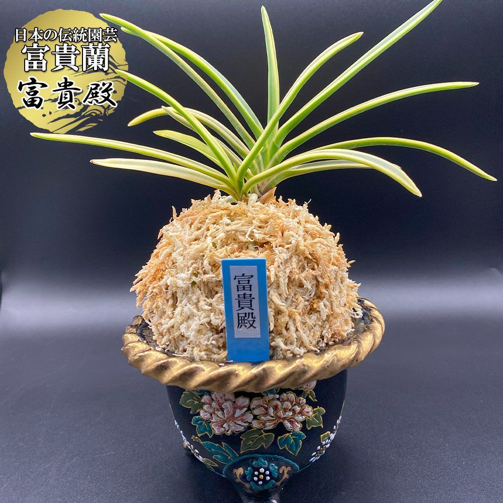 富貴蘭 風蘭 蘭 富貴殿 ふうきでん 3本立 T123 フウキラン フウラン 送料無料 - メルカリ