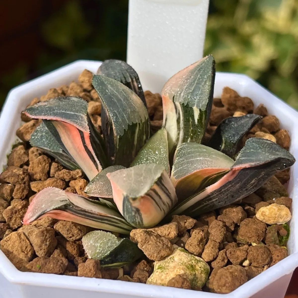 多肉植物 ハオルチア ハオルシア コレクタ錦 極上斑 2 - メルカリ