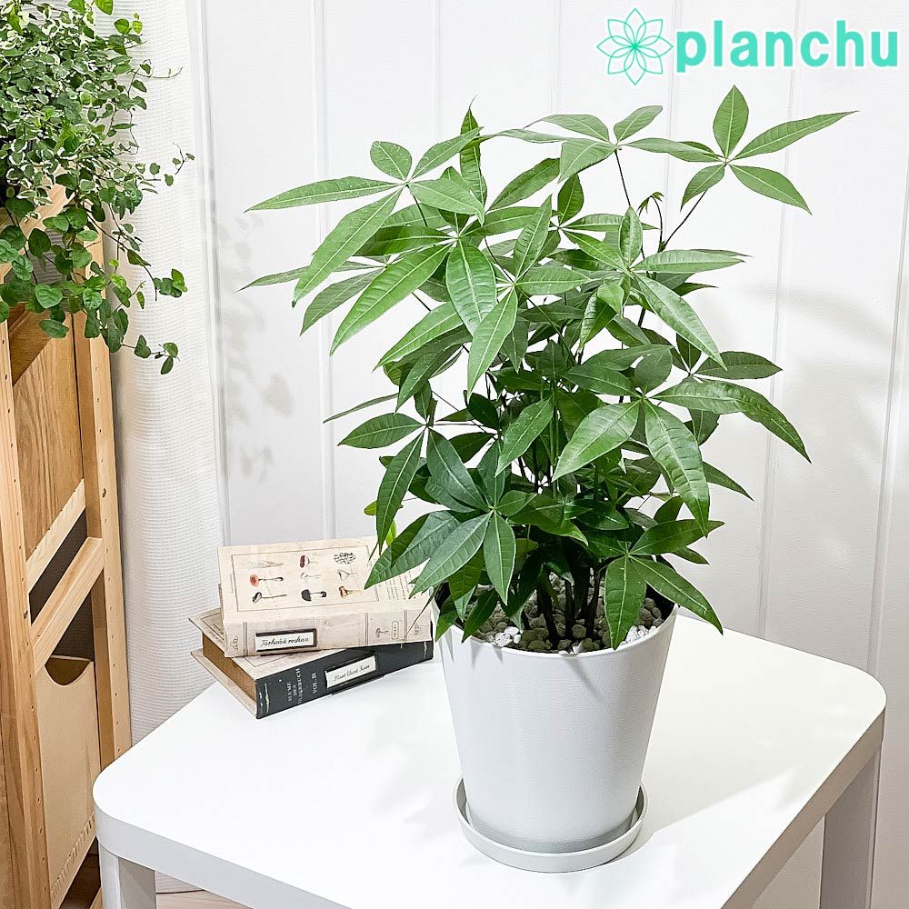 PLANCHU 観葉植物 パキラの森 実生株 6号鉢 受け皿付き 育て方説明書付き Pachira glabra 発財樹 実生 - メルカリ
