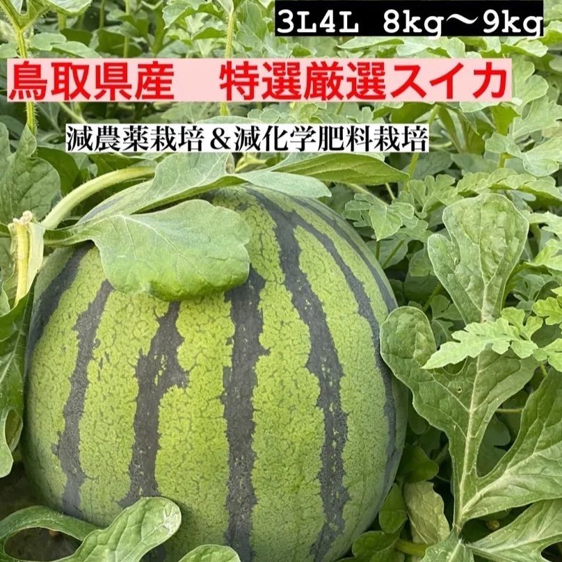 鳥取県産 特選厳選スイカ 3L4L(8kg〜10kg) 赤秀品 - メルカリ