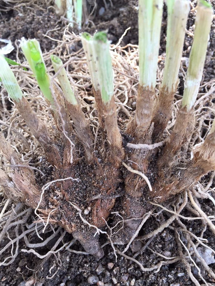 ニラの苗梱包材含む40-49g以内 - メルカリ