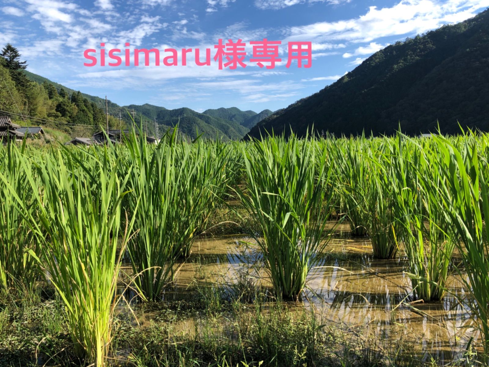 sisimaru様 専用 マコモ葉 - メルカリ