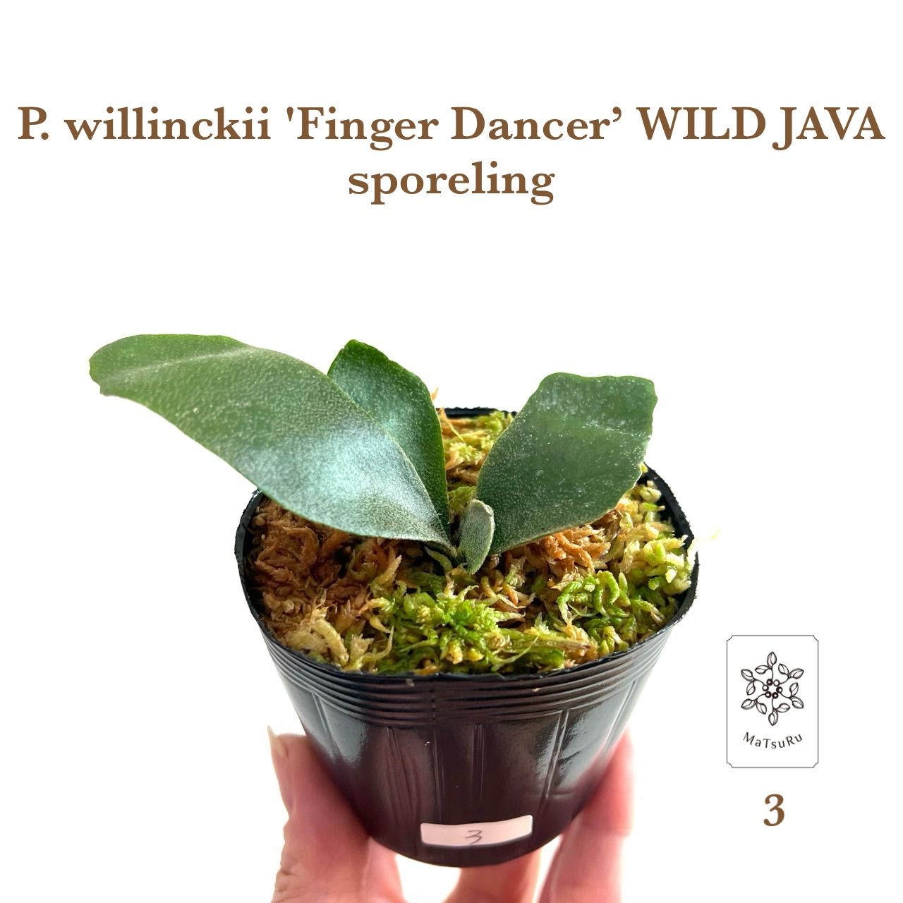 P. willinckii 'Finger Dancer’ WILD JAVA ウィリンキーフィンガーダンサー 胞子培養 ビカクシダ ポット苗【3】(肥料おまけ付き) - メルカリ