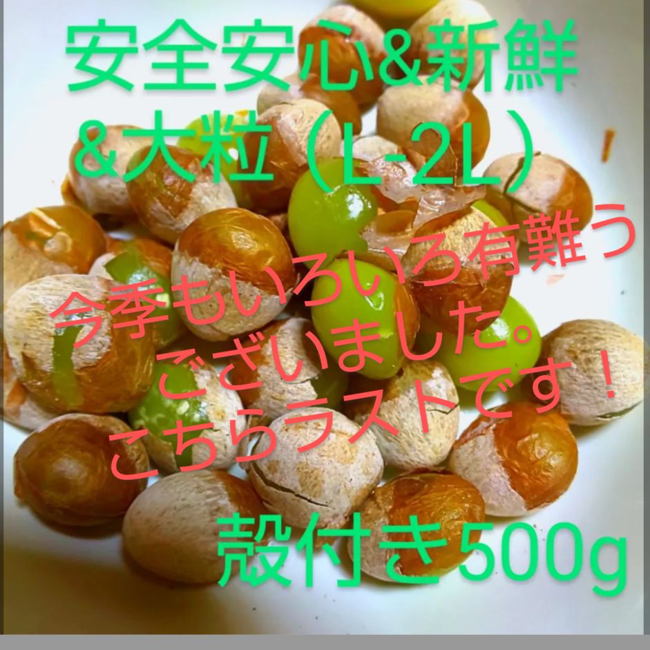 ️ぎんなんや ️今季ラスト！安全安心&新鮮な新潟産大粒銀杏殻付き500g（L-2L） - メルカリ