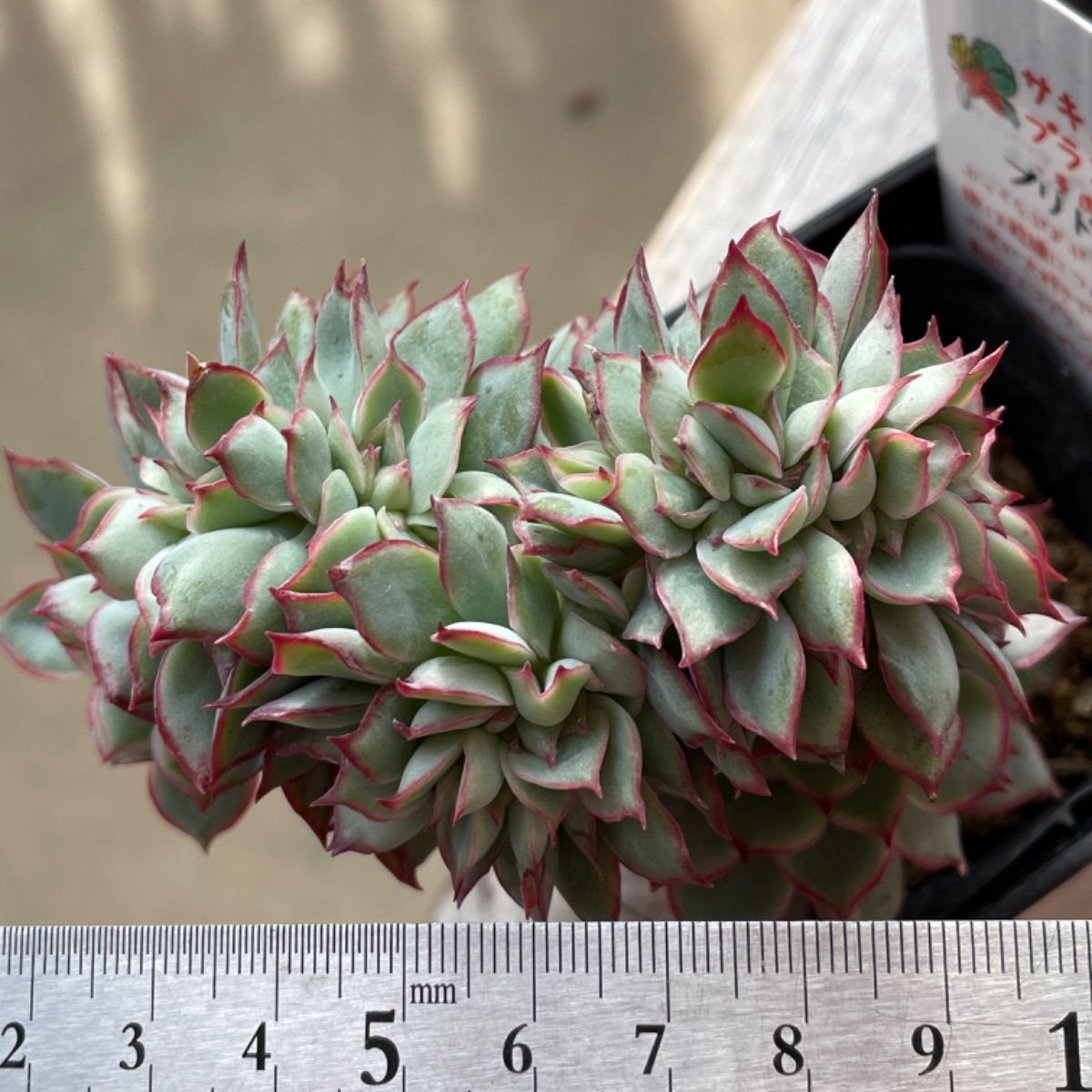 プリドニス綴化❣️札付き❗️多肉植物 抜き苗 - メルカリ プリドニス綴化❣️札付き❗️多肉植物 抜き苗 - メルカリ