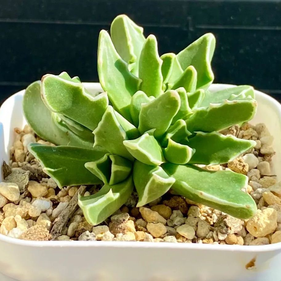 多肉植物 フォーカリア 菊波 小苗オマケ - メルカリ 多肉植物 フォーカリア 菊波 小苗オマケ - メルカリ